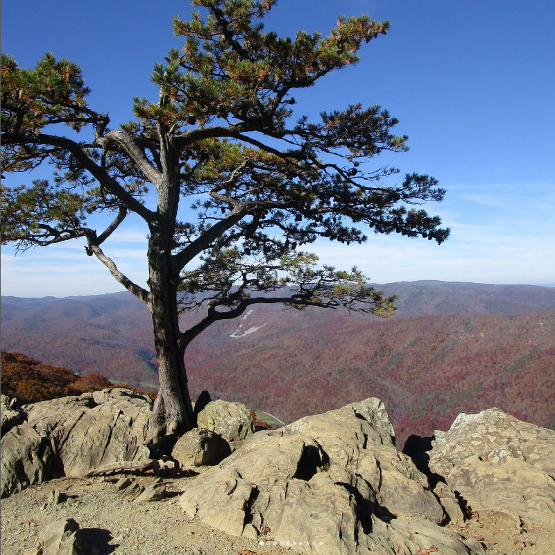 Blue Ridge Parkway – Discover Charlottesville